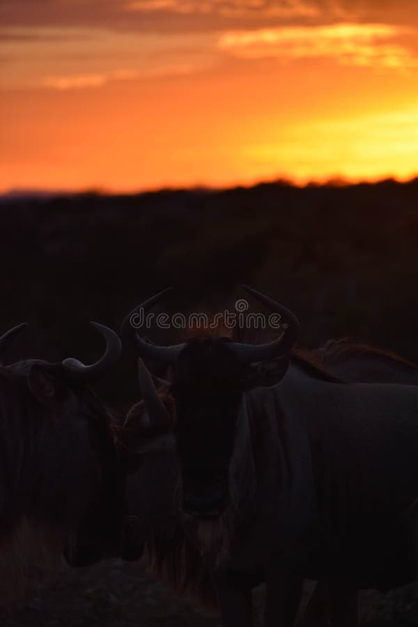 Wildlife at sunset stock photo. Image of masai, bush - 107810152