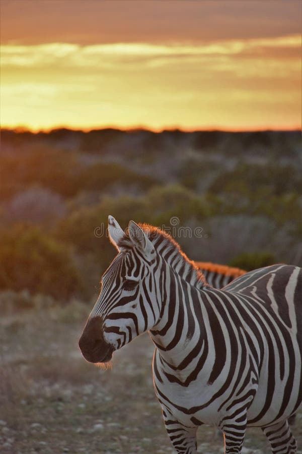 Wildlife at sunset stock image. Image of animal, bush - 107193059