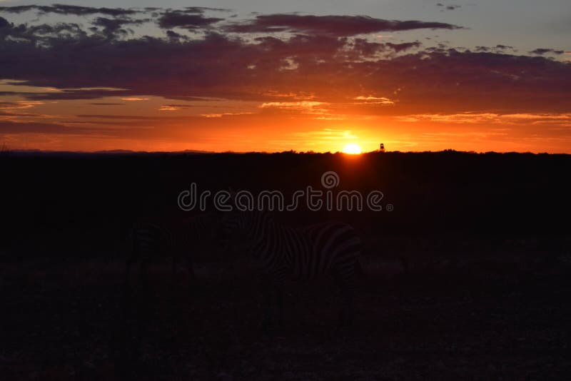 Wildlife at sunset stock photo. Image of beautiful, nature - 107199370