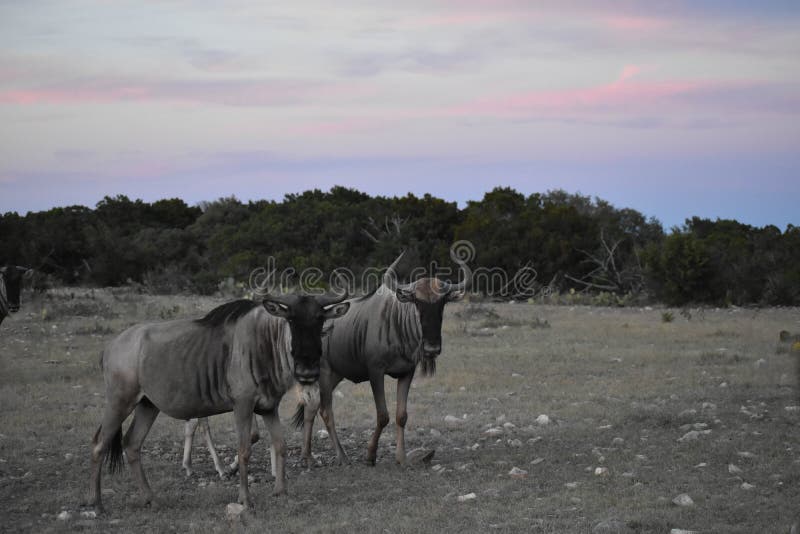 Wildlife at sunset stock photo. Image of field, animal - 107373600