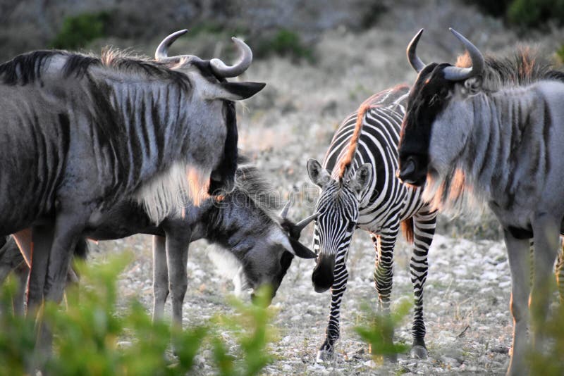 Wildlife at sunset stock image. Image of mara, nature - 107143355