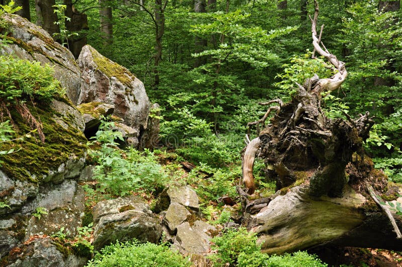 Wildlife stock image. Image of ecology, outdoor, park - 32625399