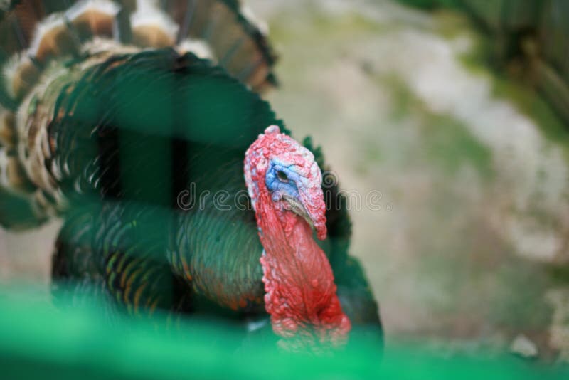Turkey face stock photo. Image of face, pluck, male, thanksgiving ...