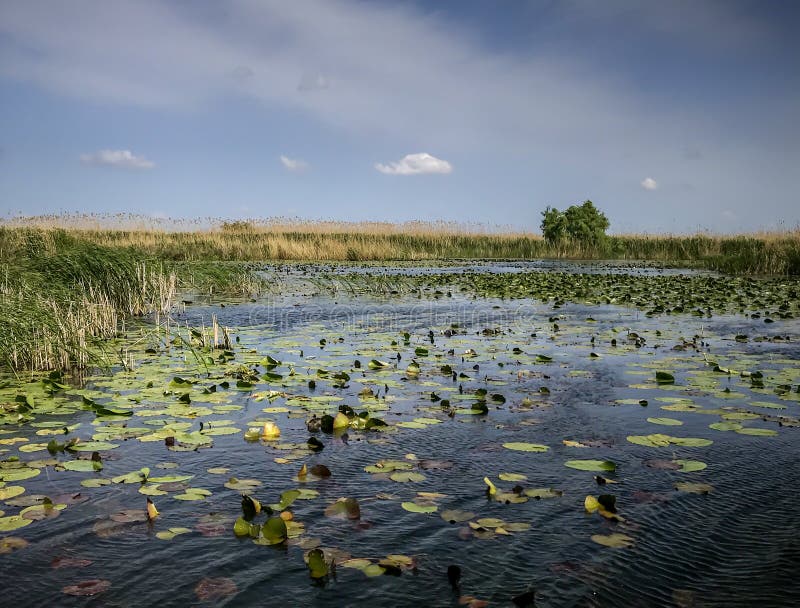 Delta Dunarii stock image. Image of delta, water, wildlife - 185199231