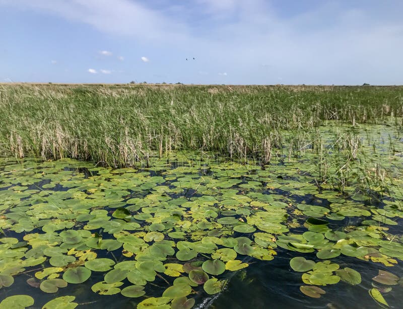 Delta Dunarii stock photo. Image of visiting, wildlife - 185199252