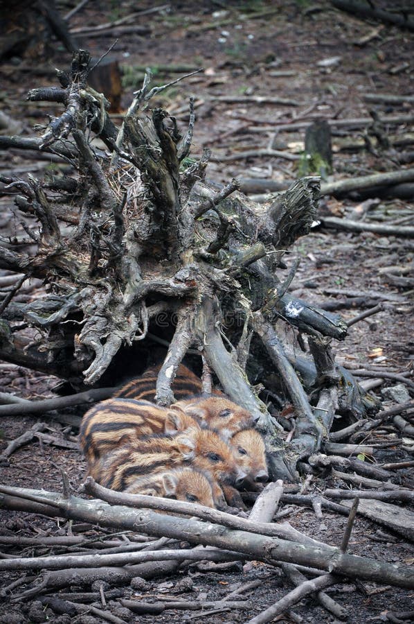 Wildlife in the Woods Baby Boar Piglets Sleeping beside Some Tree ...