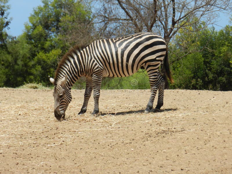 Wildlife, Zebra, Terrestrial Animal, Mammal Picture. Image: 111487342