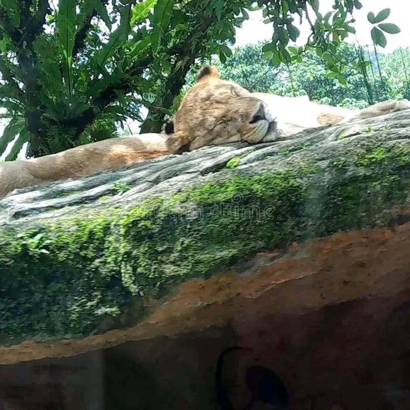 Wildlife zoo tree jungle stock image. Image of wilderness - 263096335