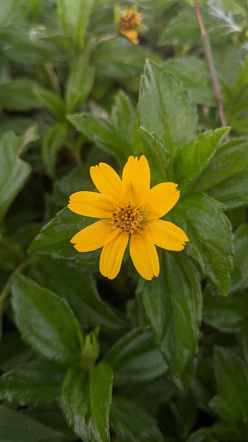 Wildly Grown Wedelia on the Side Street in West Java Stock Image ...