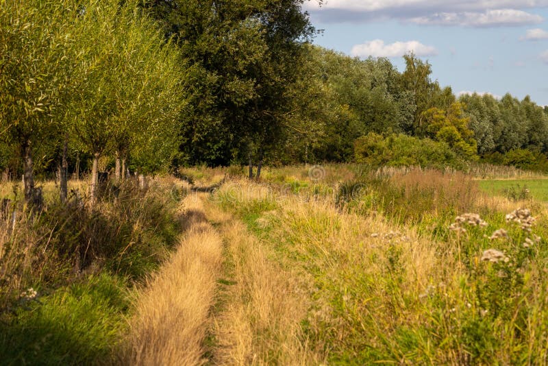Wildly Overgrown Footpath Path with Trees Stock Image - Image of color ...