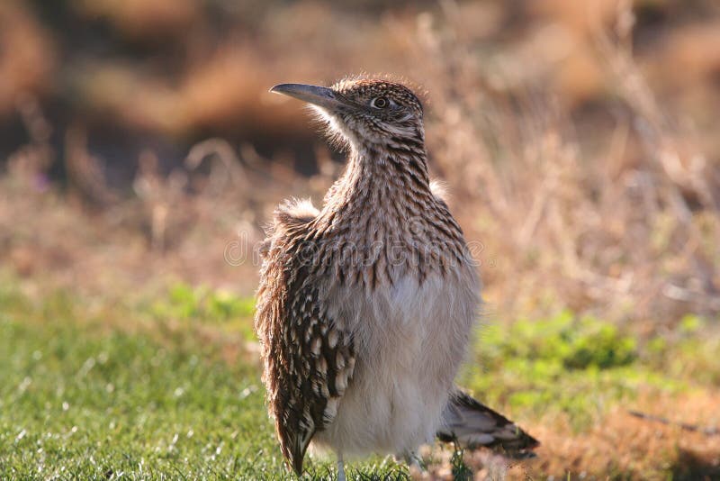 Greater Roadrunner Bird stock photo. Image of feather - 12929792