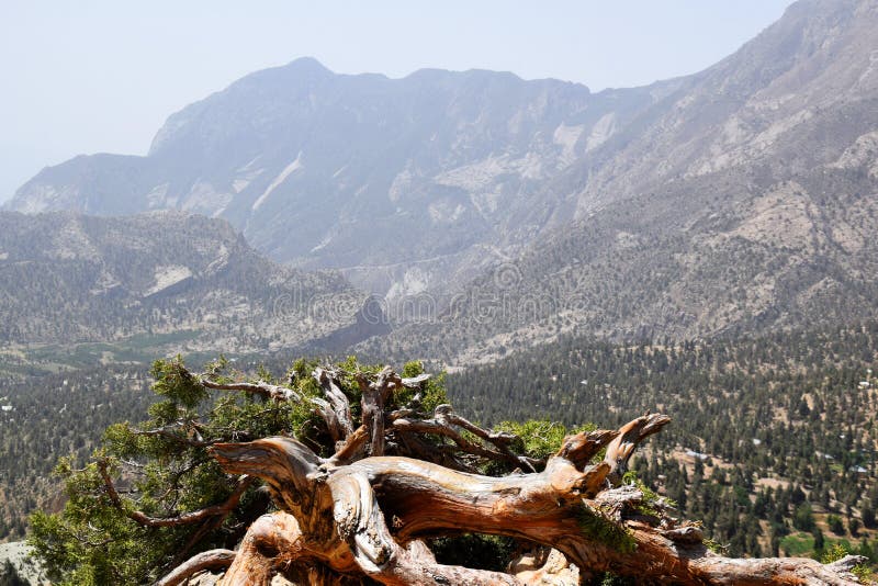 Wildness Jungle Trees Mountain Stock Photo - Image of forest ...