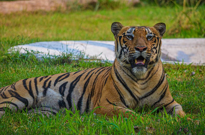 With the Wildness the Tiger is Here Stock Photo - Image of wildness ...