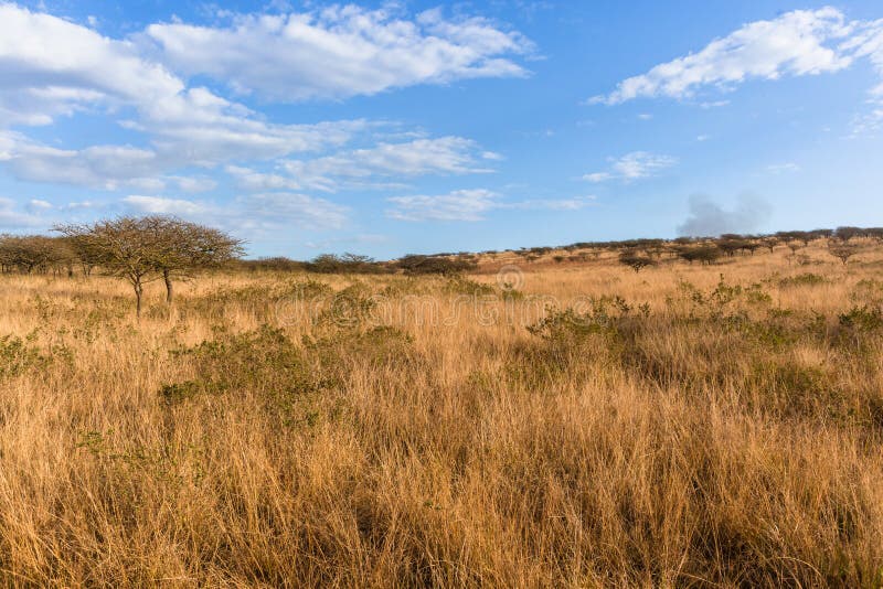Wildnis-afrikanische Gras-Baum-Landschaft Stockfoto - Bild von ...