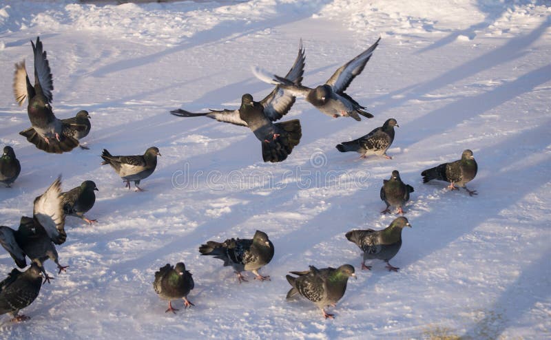 Wildtauben Im Winter, Der Auf Dem Handlauf Sitzt Stockfoto - Bild von ...
