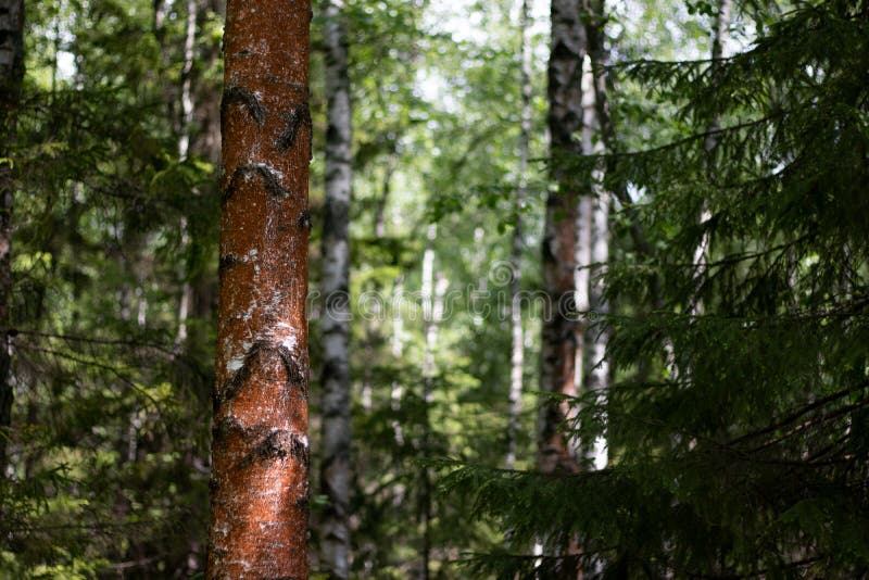Wild Calm Forest View from the Inside Stock Image - Image of details ...