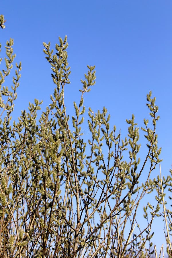 Wilg stock afbeelding. Image of groen, grijs, bruin, schoonheid - 39427107