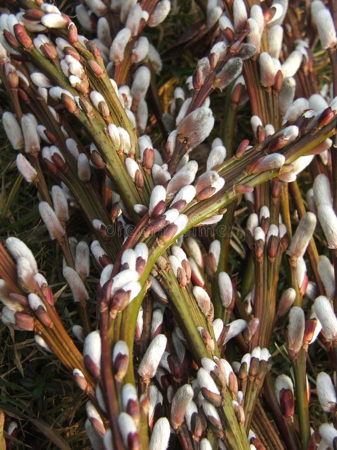 Wilg stock foto. Image of botanisch, zilver, bundel, velen - 616718