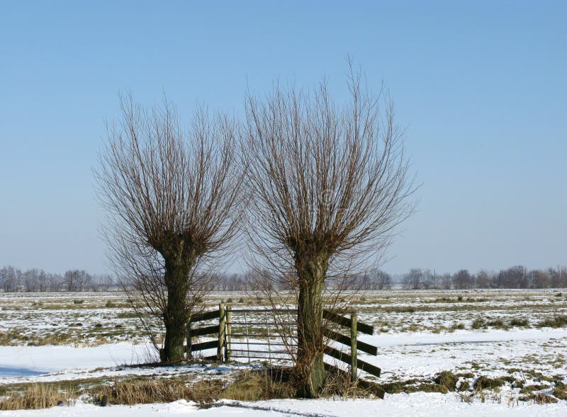 Wilgen in de winter stock afbeelding. Image of rustig - 28062389