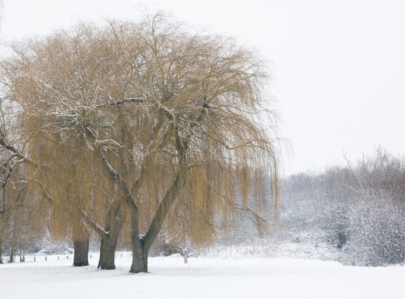 Een Rij Van Wilgen in De Winter Stock Foto - Image of winter, riet ...