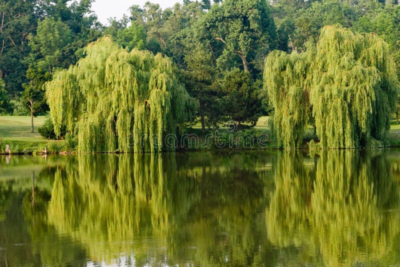 Wilgen en bezinningen stock afbeelding. Image of meer - 5813409