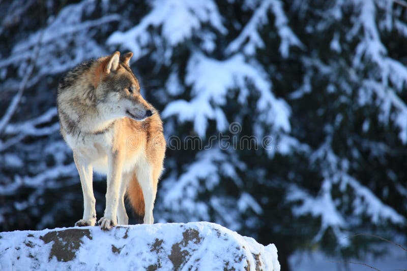 Zima arktyczni wilki zdjęcie stock. Obraz złożonej z wilk - 15326952