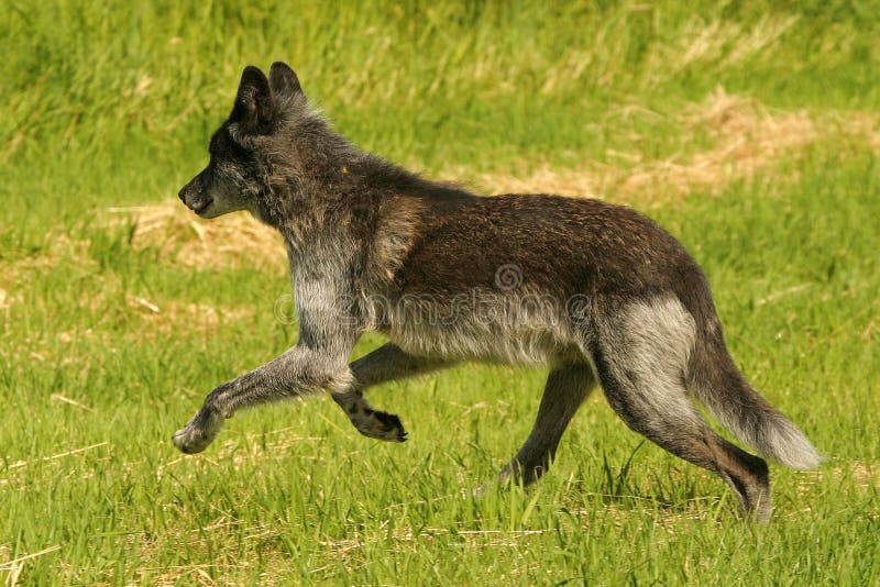 Wilk zdjęcie stock. Obraz złożonej z uruchomiony, kanada - 623830