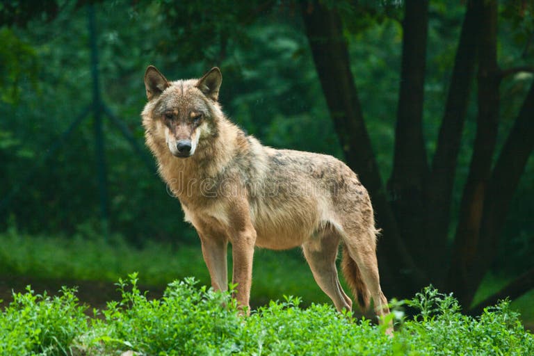 106,634 Wilk zdjęć stockowych - bezpłatne i z licencją Royalty Free od ...