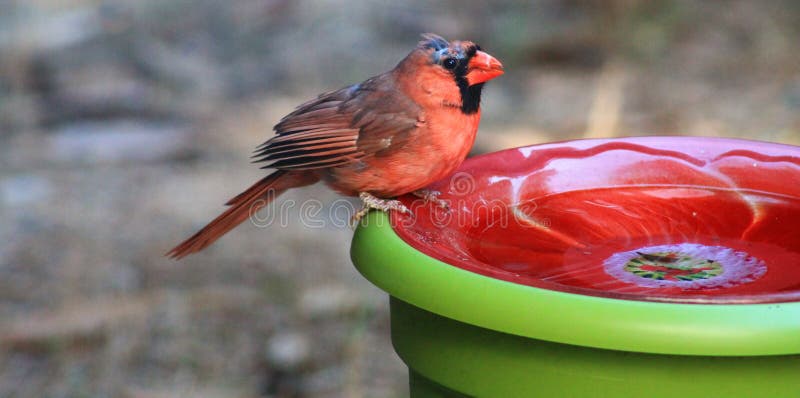 Fighting Cardinal Stock Photos - Free & Royalty-Free Stock Photos from ...