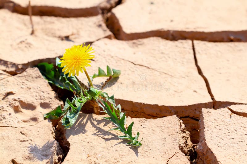 Will-power stock illustration. Illustration of dandelion - 19350553