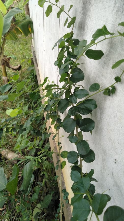 Will Spread To Every Place Far from Crowded Places. Stock Image - Image ...