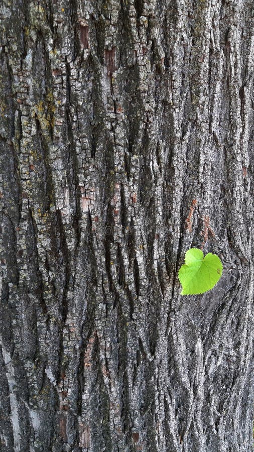 Will to live stock photo. Image of natural, veinis, curiosity - 256242780