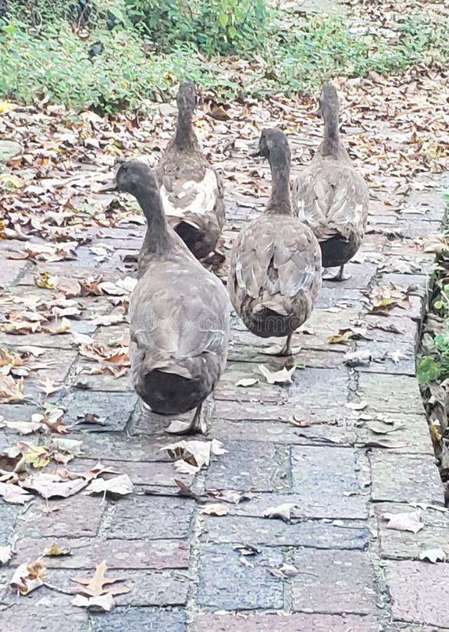 Ducks Quack in the Pond Swimming Stock Image - Image of swimming, white ...