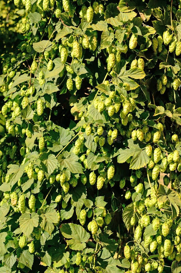 Willamette Valley Oregon Hops Stock Image - Image of field, farming ...