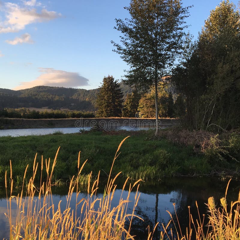 Willamette Valley Summer stock image. Image of nature - 92326351