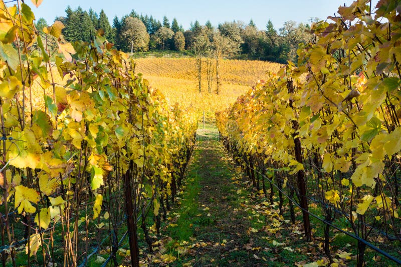 Willamette Valley Vineyard in Fall Stock Photo - Image of autumn, view ...