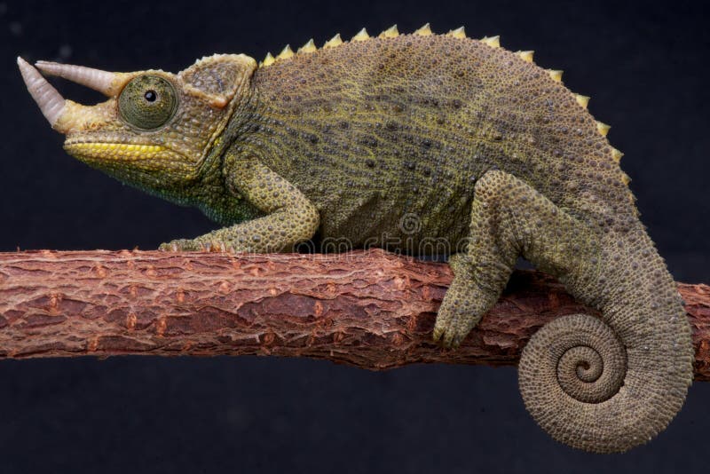 Willegensi S Jackson S Chameleon Stock Image - Image of mountain ...