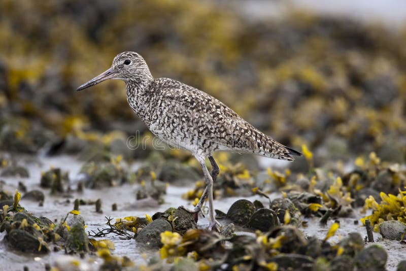 Willet stock photo. Image of marsh, bird, plumage, feeding - 13534038
