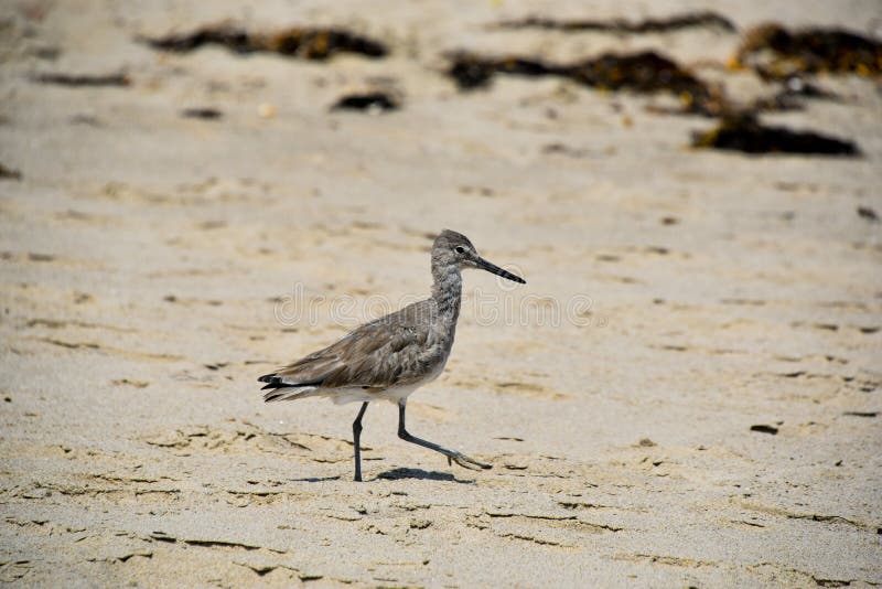 Willet on the Beach stock image. Image of food, shorebird - 64197987