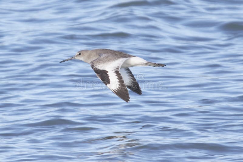 Willet Bird Flying Over Water Stock Photos - Free & Royalty-Free Stock ...