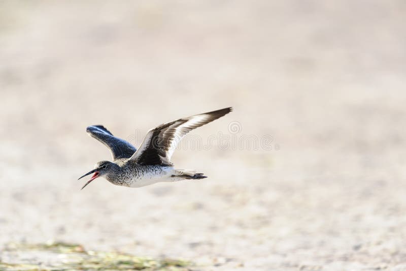 Willet Flying Over Florida Beach Stock Image - Image of willet ...
