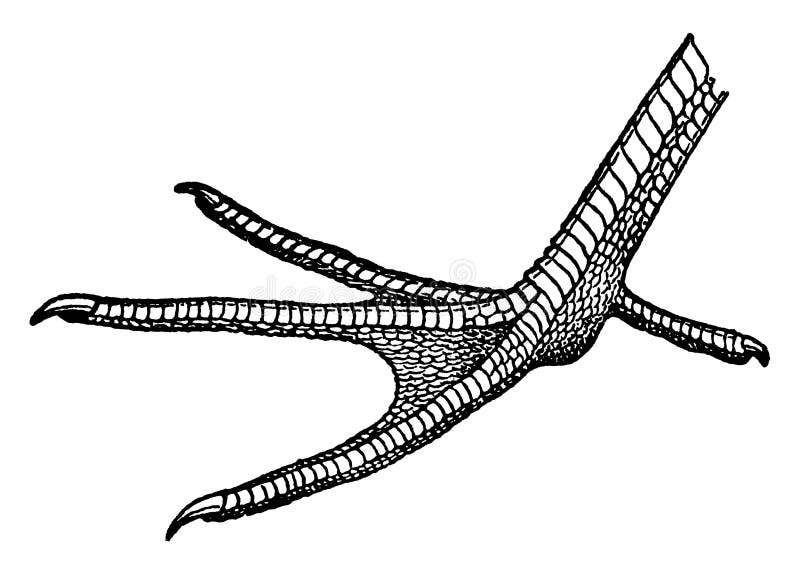 Willet Foot, Vintage Illustration Stock Vector - Illustration of black ...