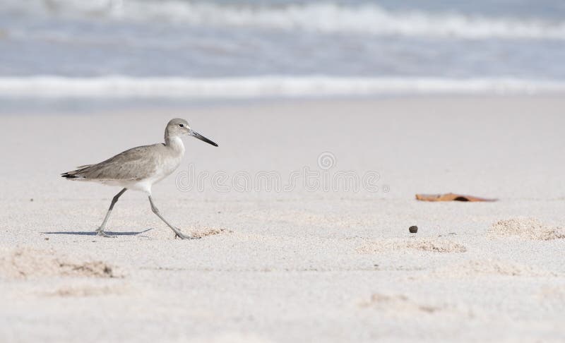 Willet Tringa Semipalmata on the Beach in Punta De Mita, Mexi Stock ...