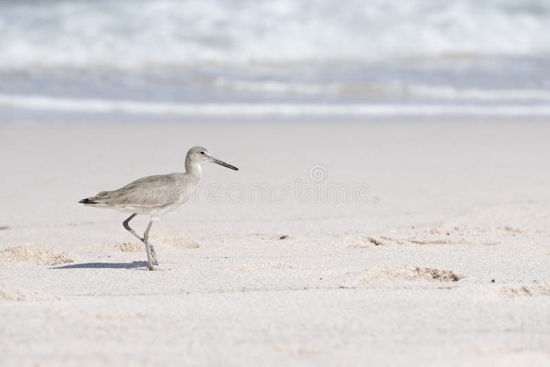 Willet Tringa Semipalmata on the Beach in Punta De Mita, Mexi Stock ...