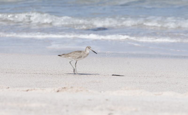 Willet Tringa Semipalmata on the Beach in Punta De Mita, Mexi Stock ...