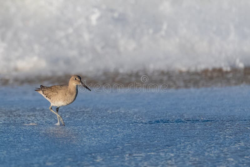 Willet, Tringa Semipalmata, Bird Stock Photo - Image of pines, ocean ...