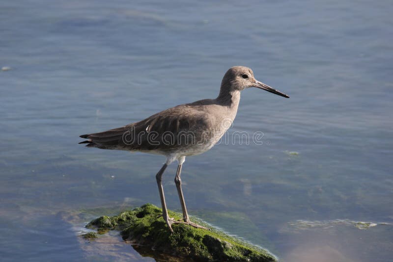 Willet (Tringa Semipalmata) Stock Photo - Image of feather, florida ...