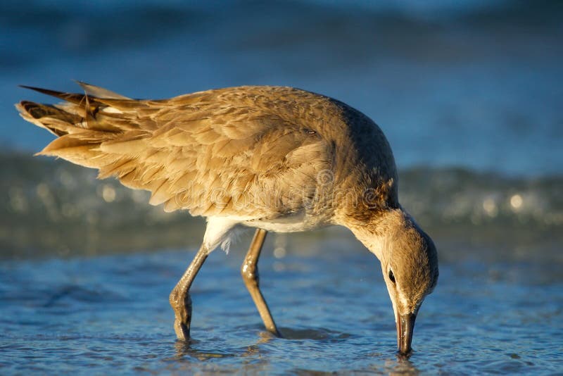 Willet (Tringa Semipalmata) Stock Photo - Image of feather, florida ...