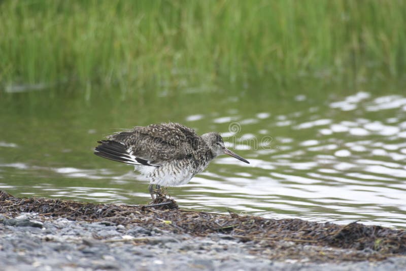 Willet, Tringa Semipalmata, beside the Marsh Stock Image - Image of ...