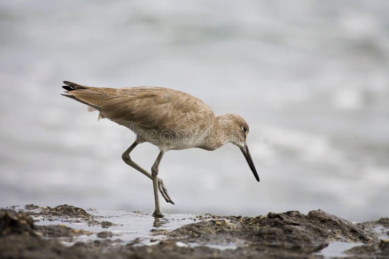 Willet, Tringa Semipalmata, on the Rocks Stock Image - Image of outdoor ...